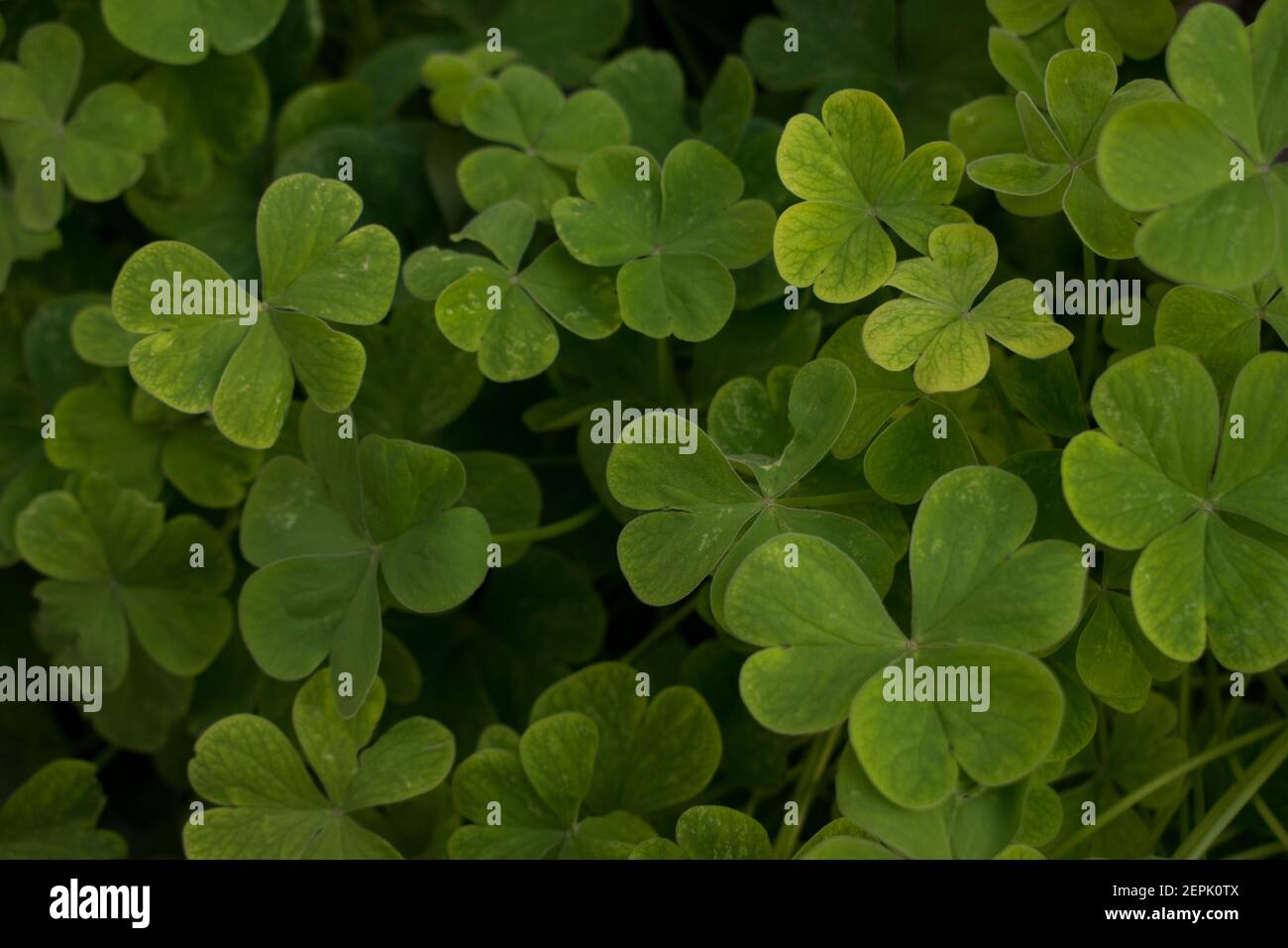 Green leaves background. Nature foliage texture for the evergreen ...