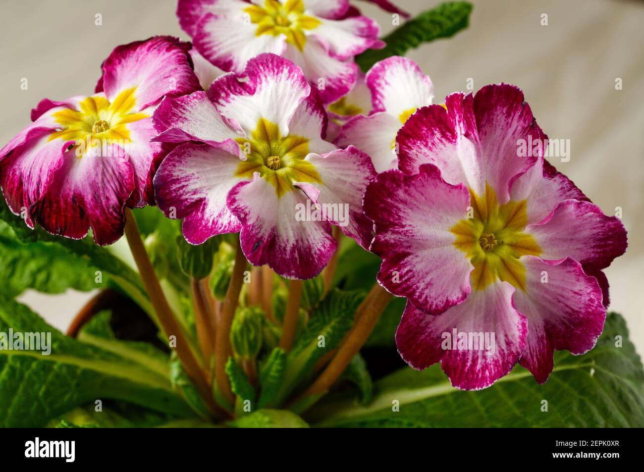 Polyanthus or Primrose, colourful flowers in full bloom, photographed ...