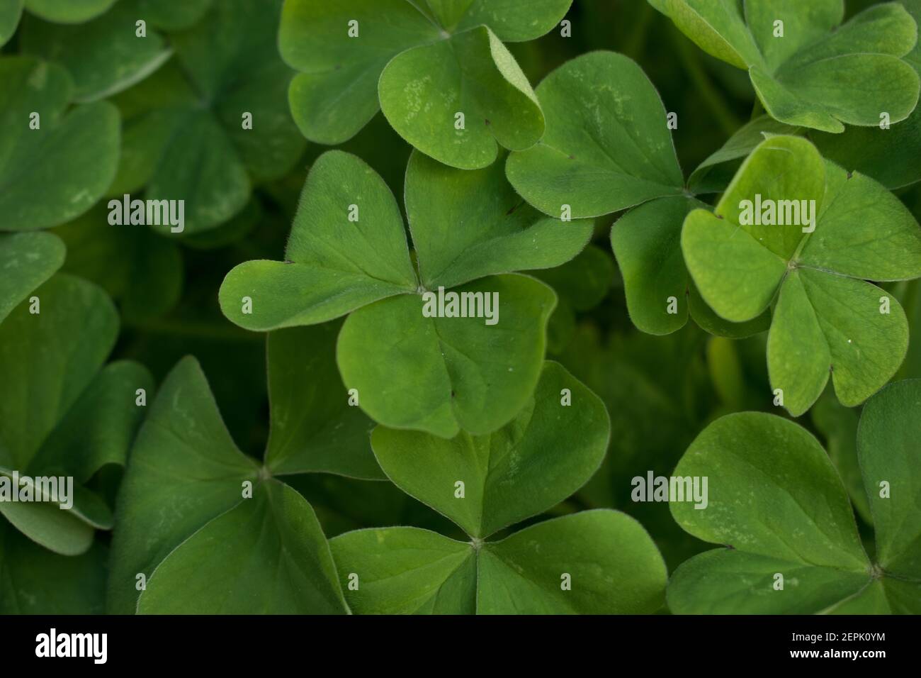 Green leaves background. Nature foliage texture for the evergreen ...