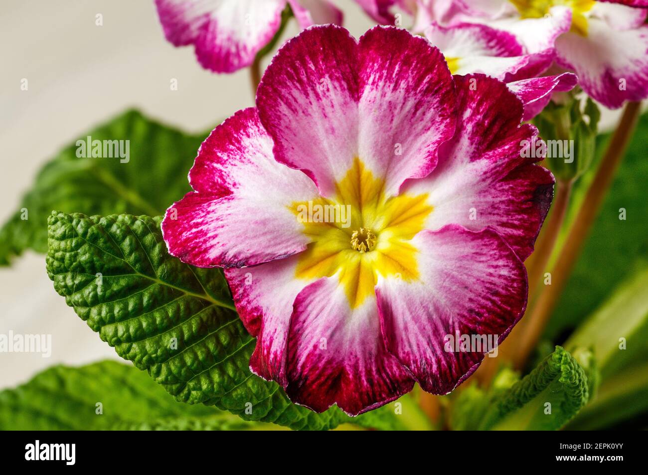 Polyanthus or Primrose, colourful flowers in full bloom, photographed ...