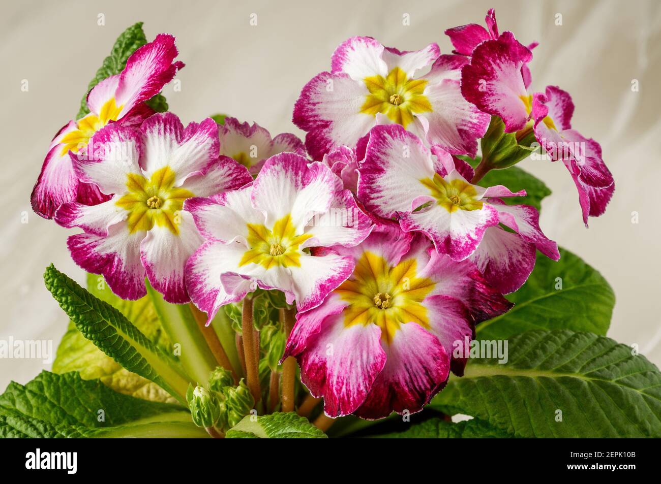 Polyanthus or Primrose, colourful flowers in full bloom, photographed ...