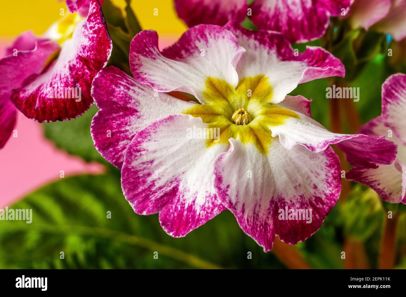 Polyanthus or Primrose, colourful flowers in full bloom, photographed ...