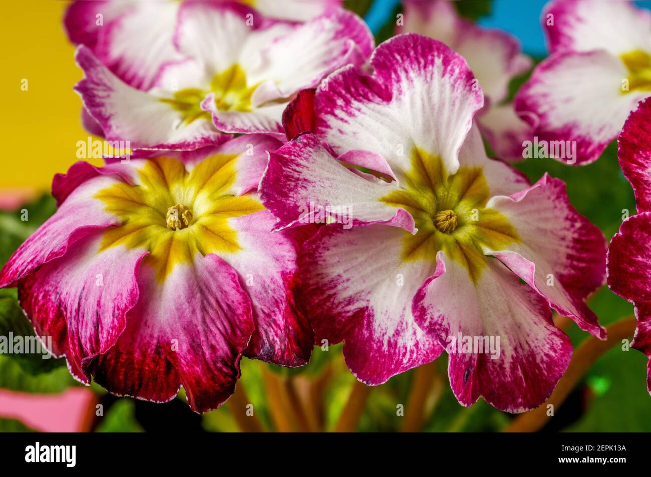 Polyanthus or Primrose, colourful flowers in full bloom, photographed ...