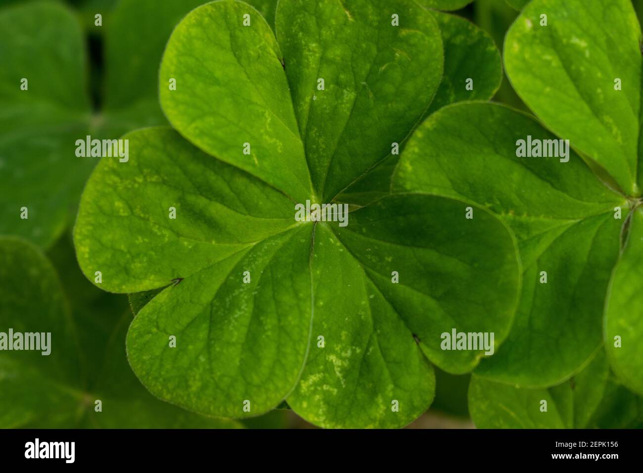 Green leaves background. Nature foliage texture for the evergreen ...