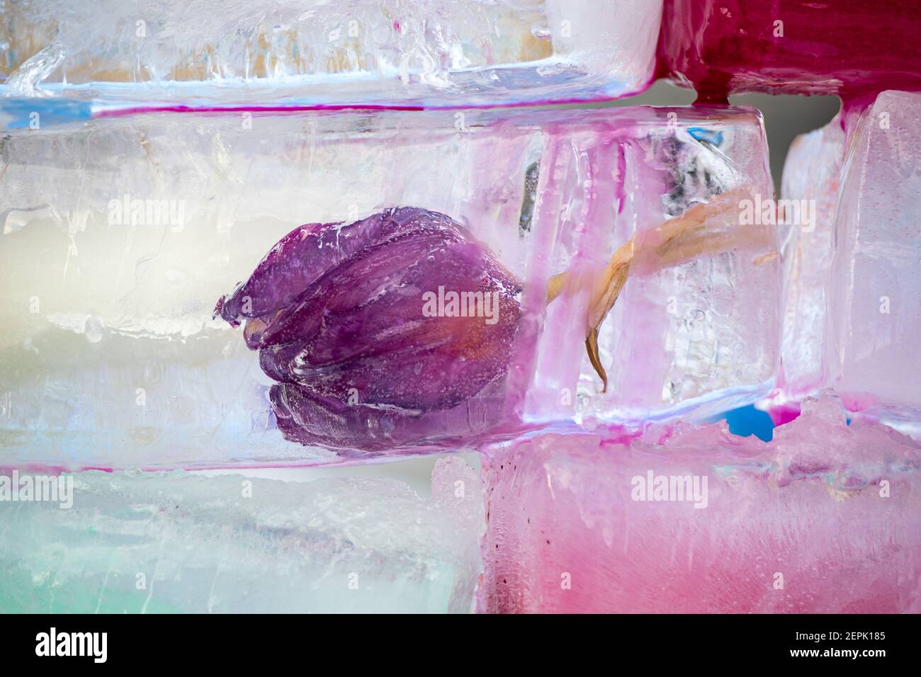 Frozen flower inside milk carton ice block or brick Stock Photo - Alamy