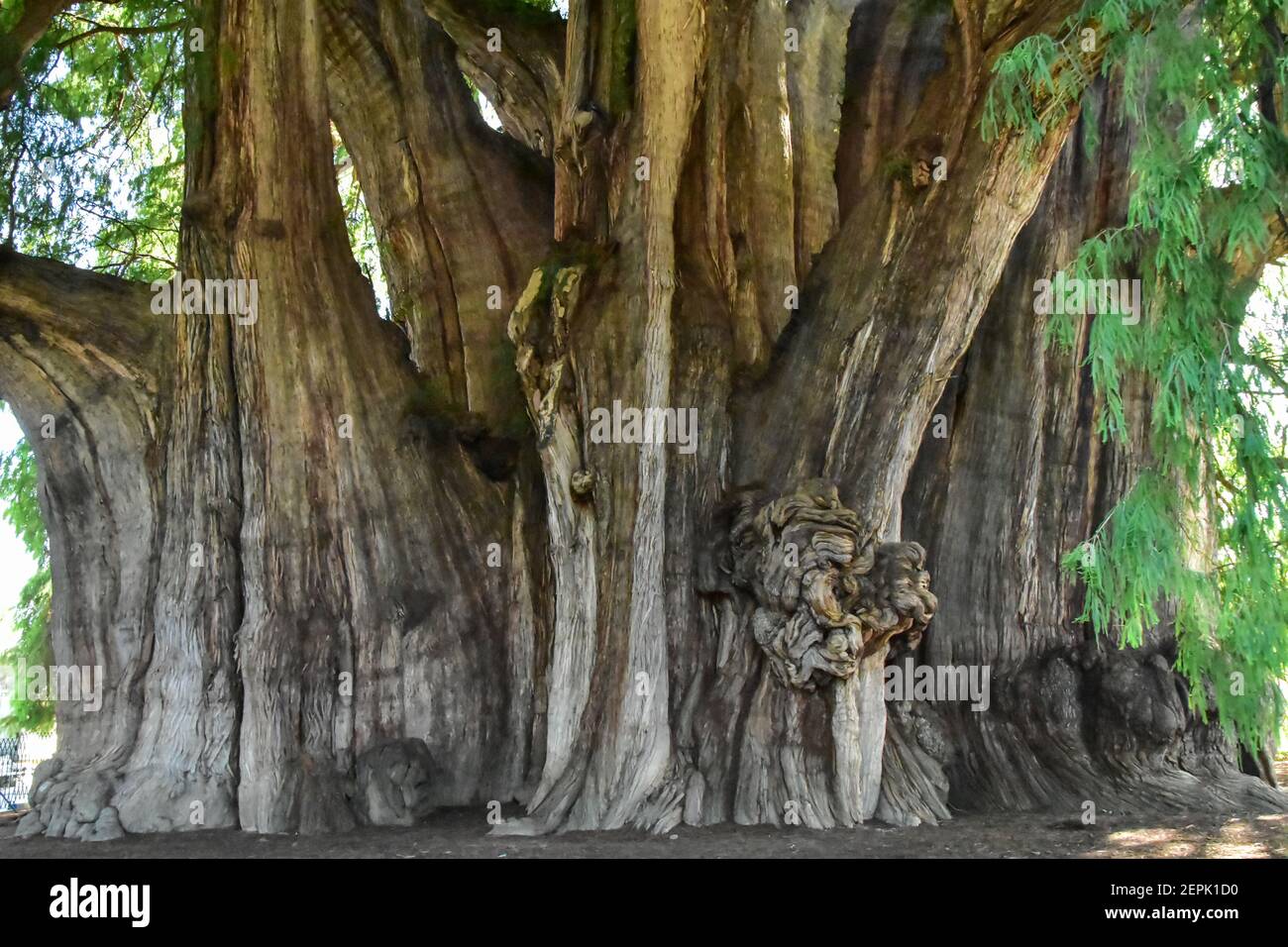 El Árbol del Tule is one of the world's largest trees in Santa María ...