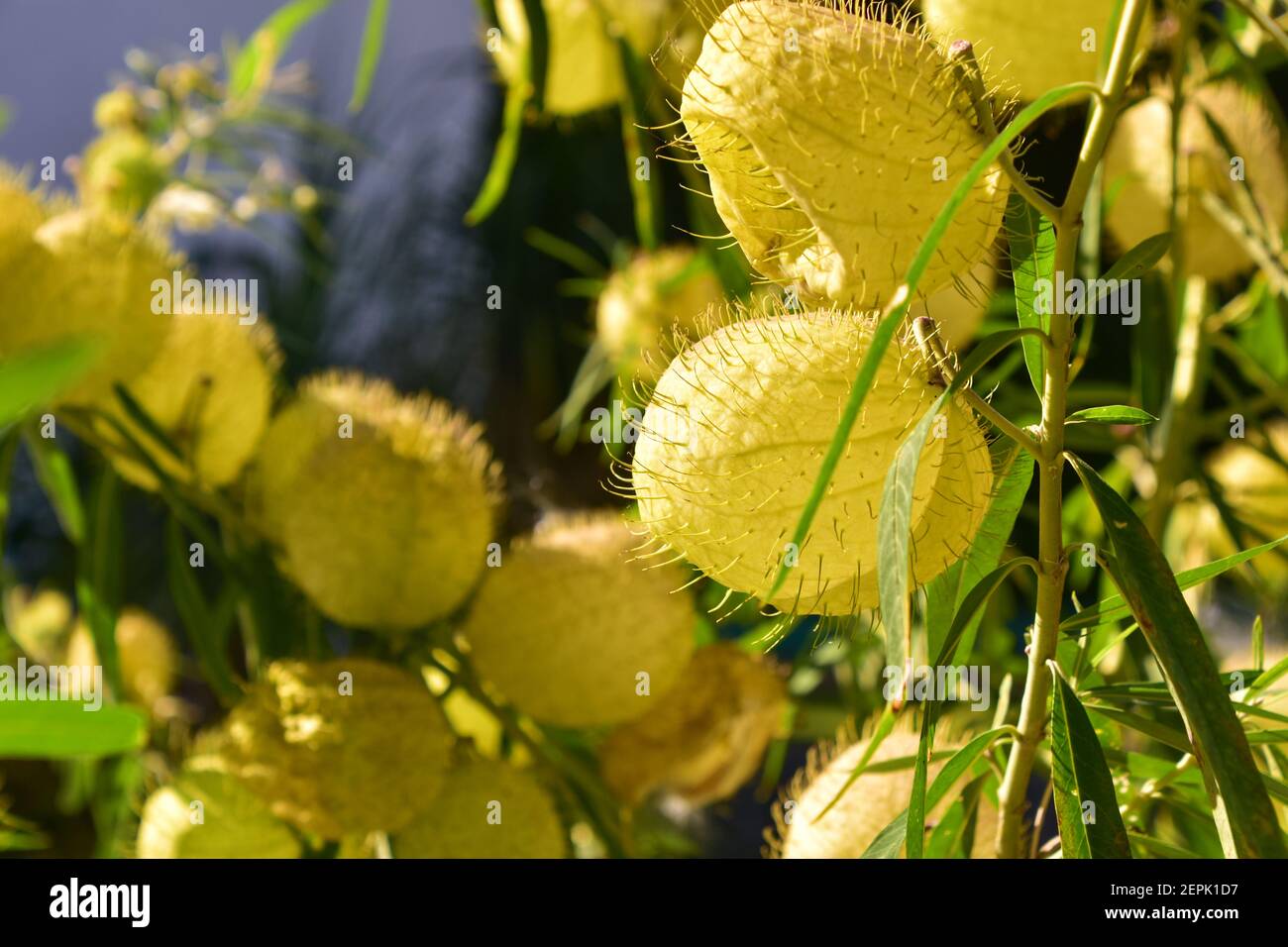 Indigenous plant of Mexico Stock Photo - Alamy