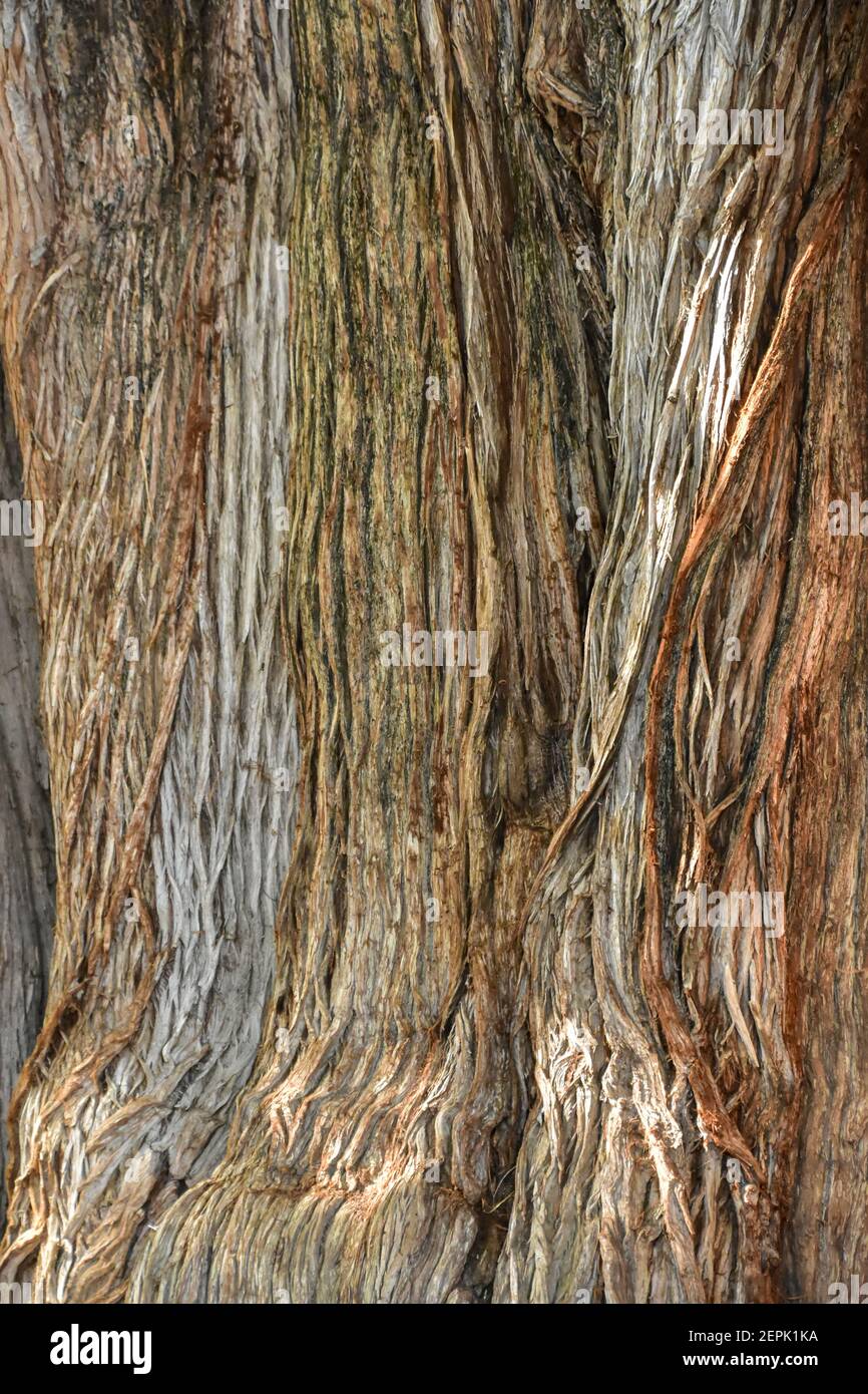 El Árbol del Tule in Santa María del Tule, Mexico, is one of the world ...