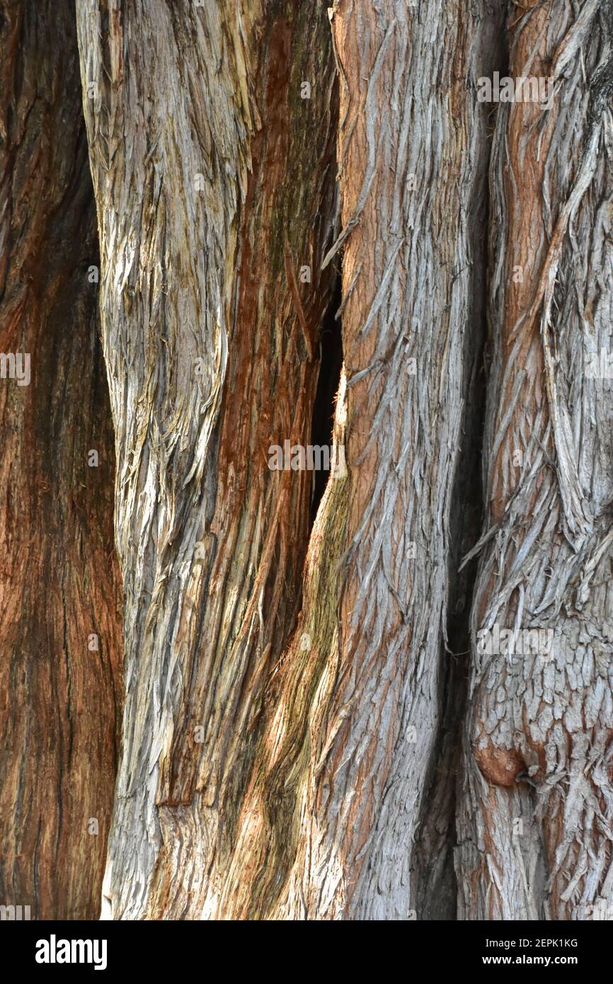 El Árbol del Tule in Santa María del Tule, Mexico, is one of the world ...