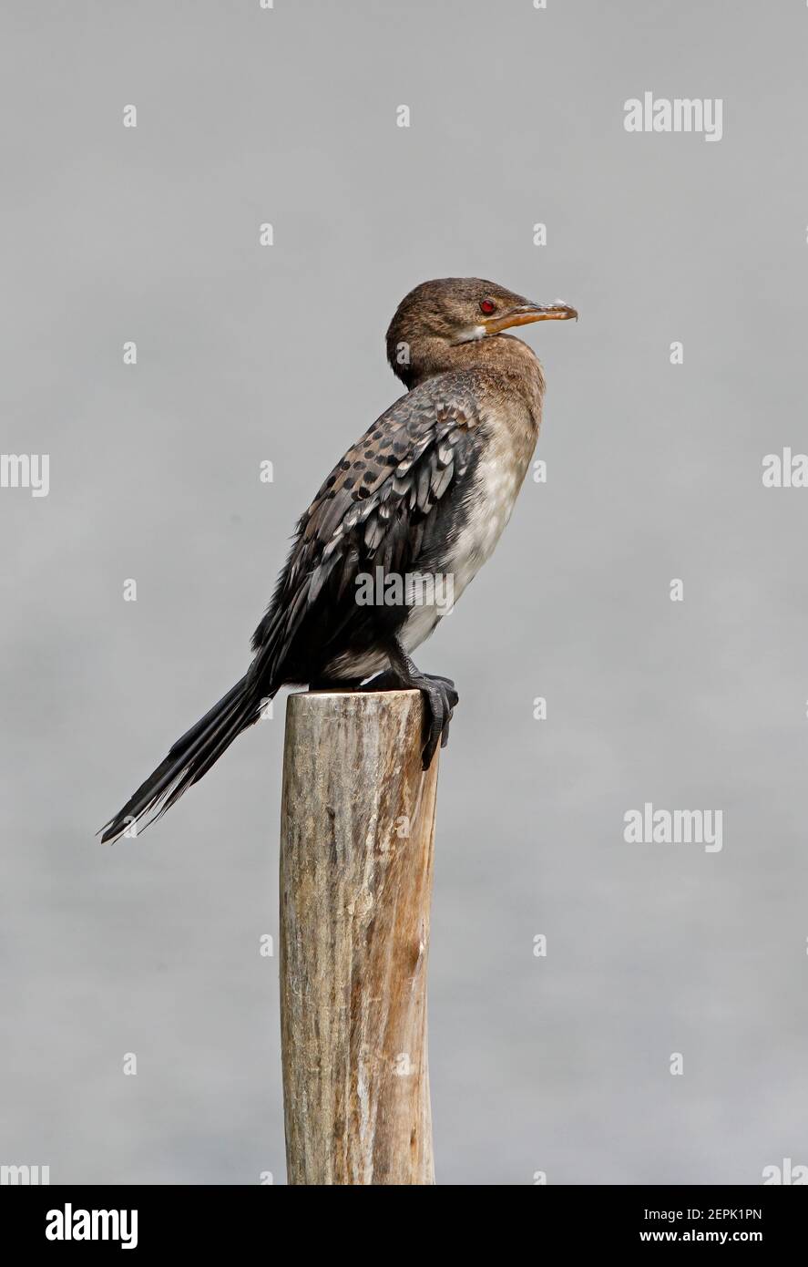 Basaka hi-res stock photography and images - Alamy