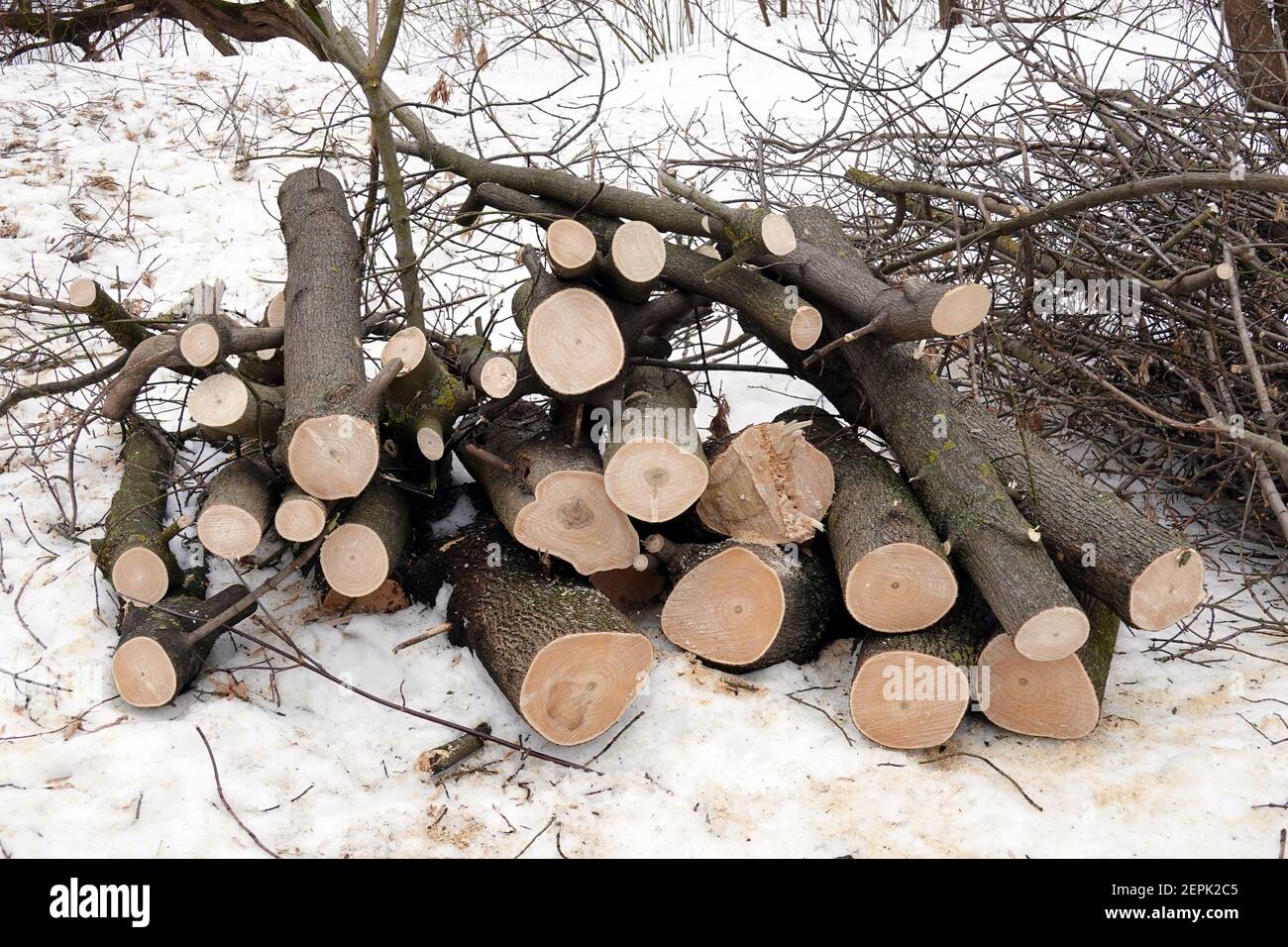 Many sawed tree trunks and branches stacked in a pile in the forest on ...