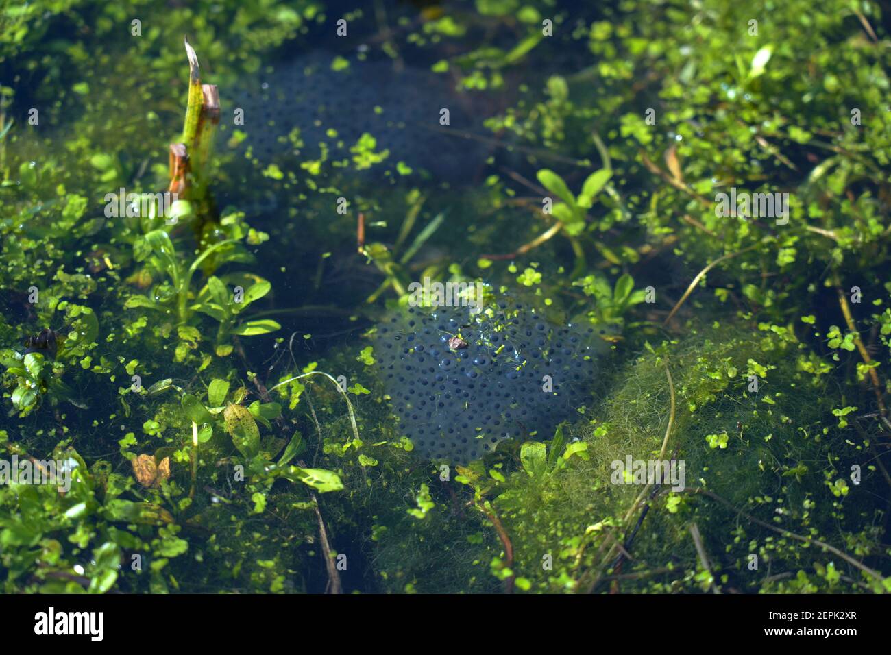 Frog spawn in a pond Stock Photo - Alamy