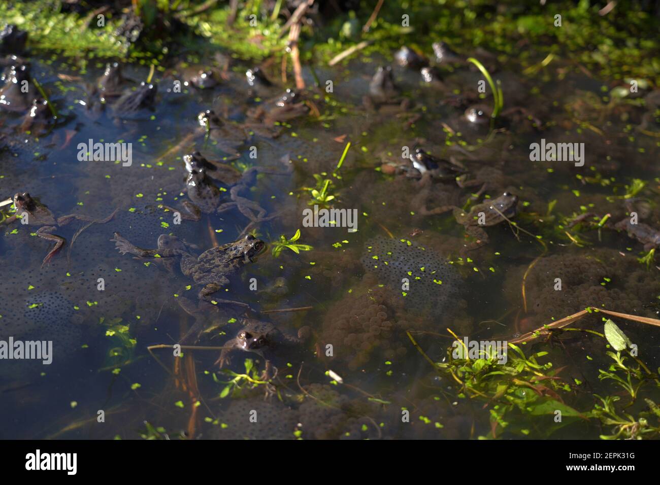 Frogs surrounded by frog spawn hi-res stock photography and images - Alamy