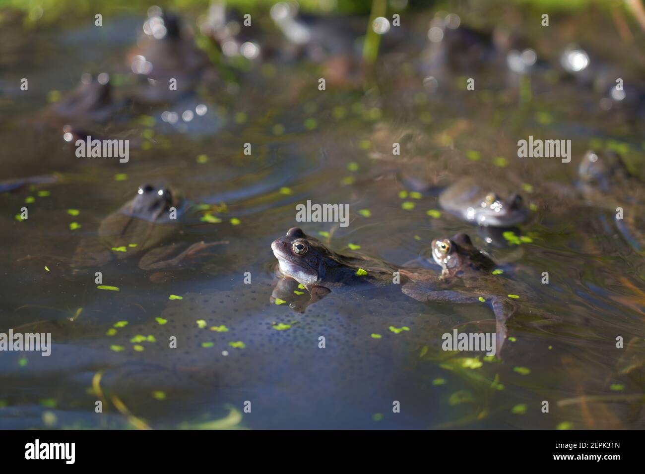 English frogs mating hi-res stock photography and images - Alamy