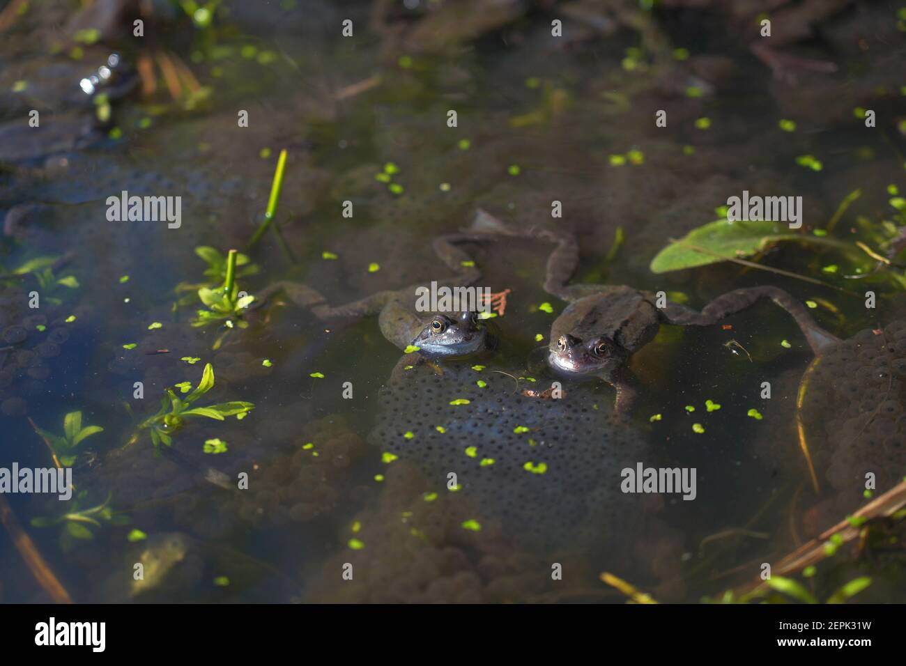 Frogs surrounded by frog spawn hi-res stock photography and images - Alamy