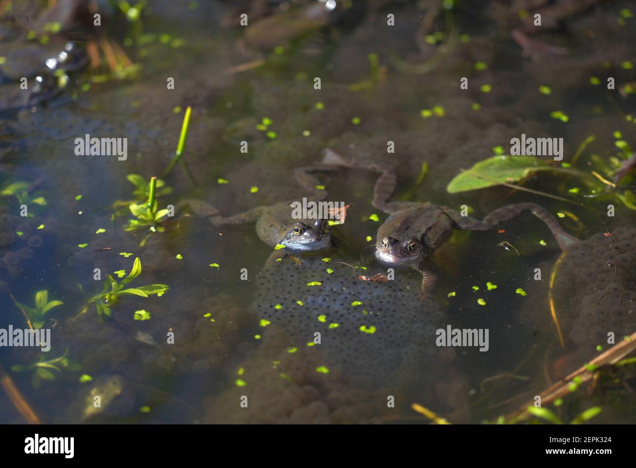 English frogs mating hi-res stock photography and images - Alamy