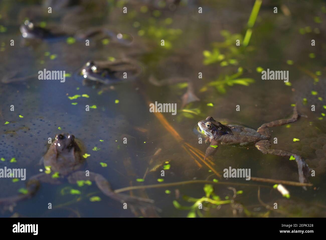 English frogs mating hi-res stock photography and images - Alamy