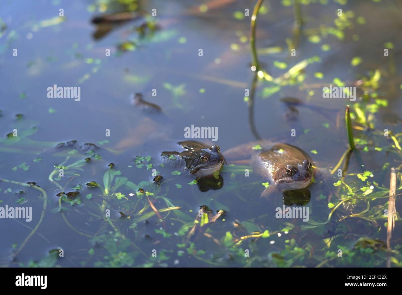 Frogs Surrounded By Frog Spawn High Resolution Stock Photography and ...