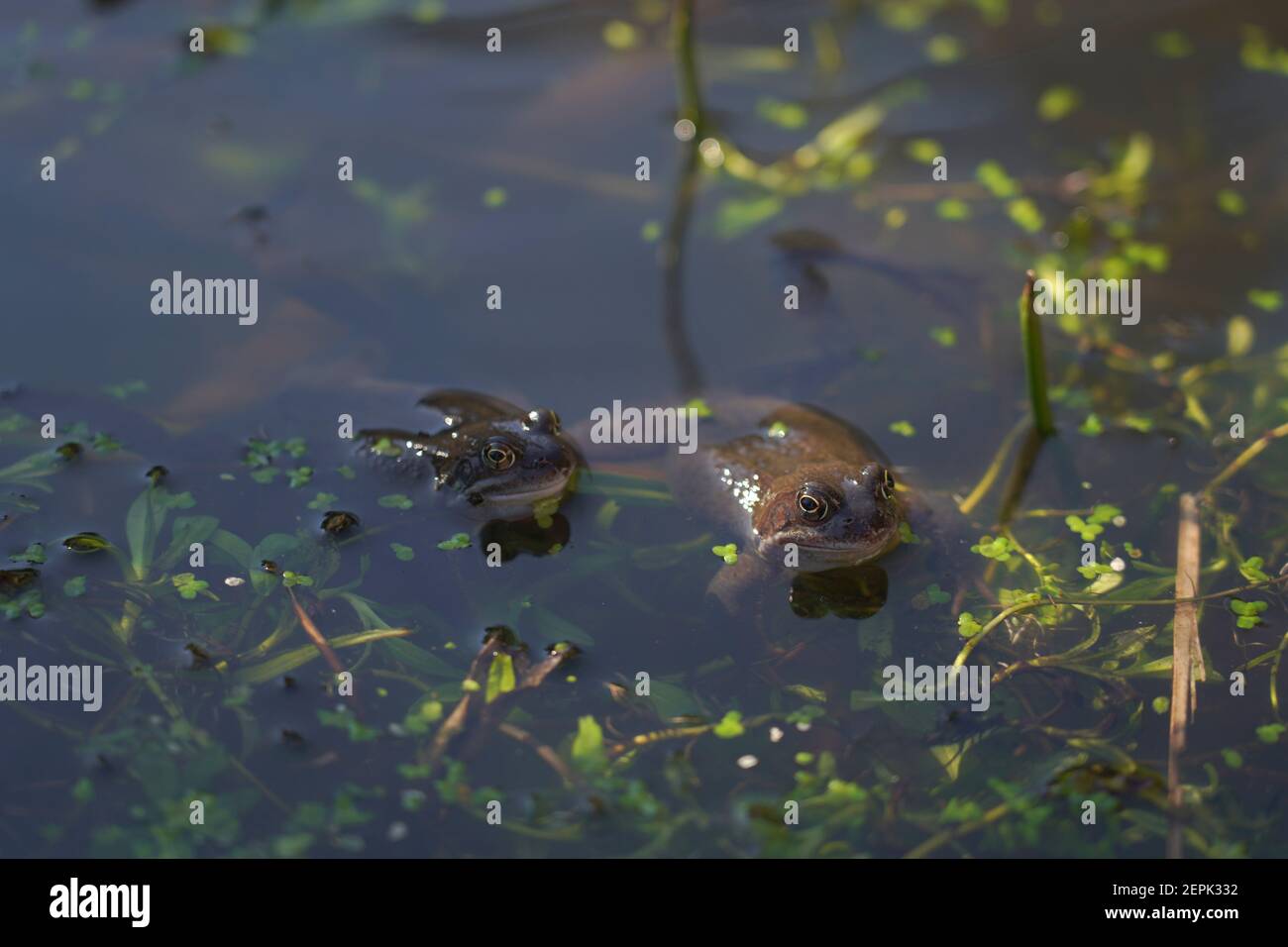 Frogs surrounded by frog spawn hi-res stock photography and images - Alamy