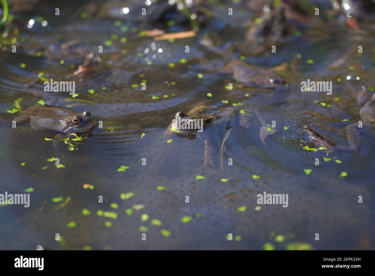 English frogs mating hi-res stock photography and images - Alamy