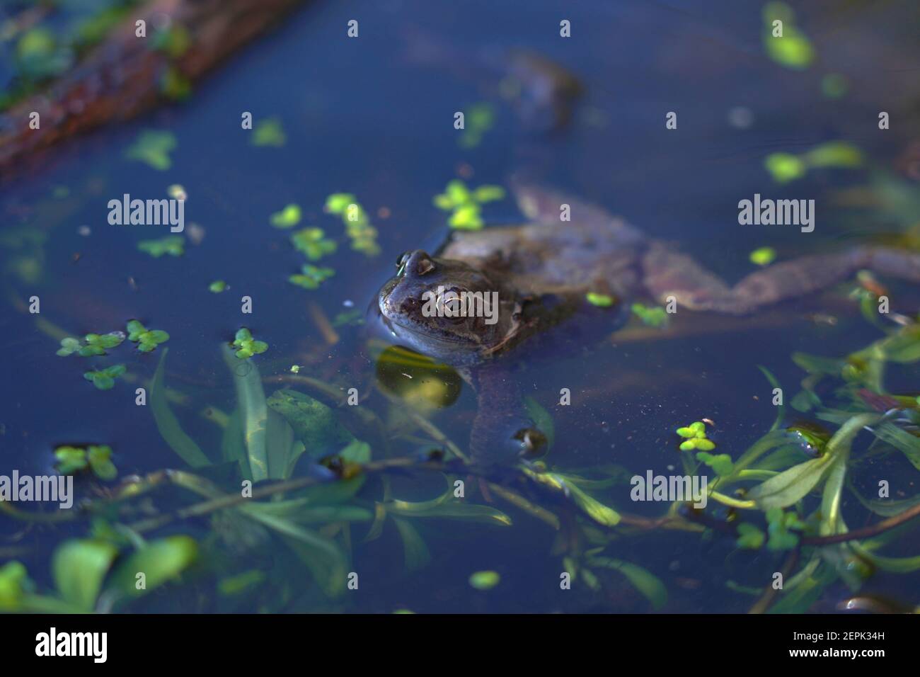 Frogs surrounded by frog spawn hi-res stock photography and images - Alamy