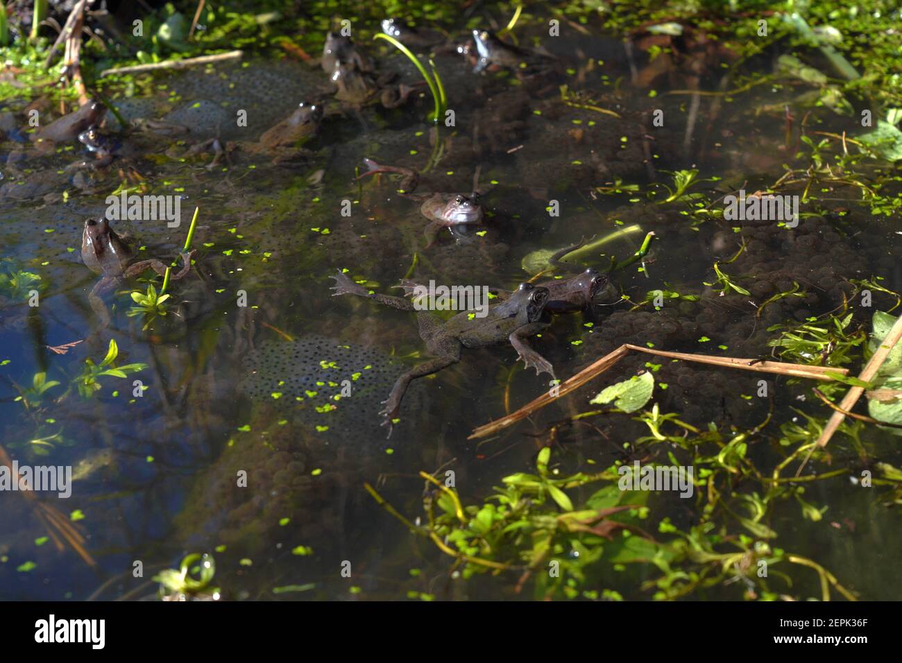 Frogs Surrounded By Frog Spawn High Resolution Stock Photography and ...