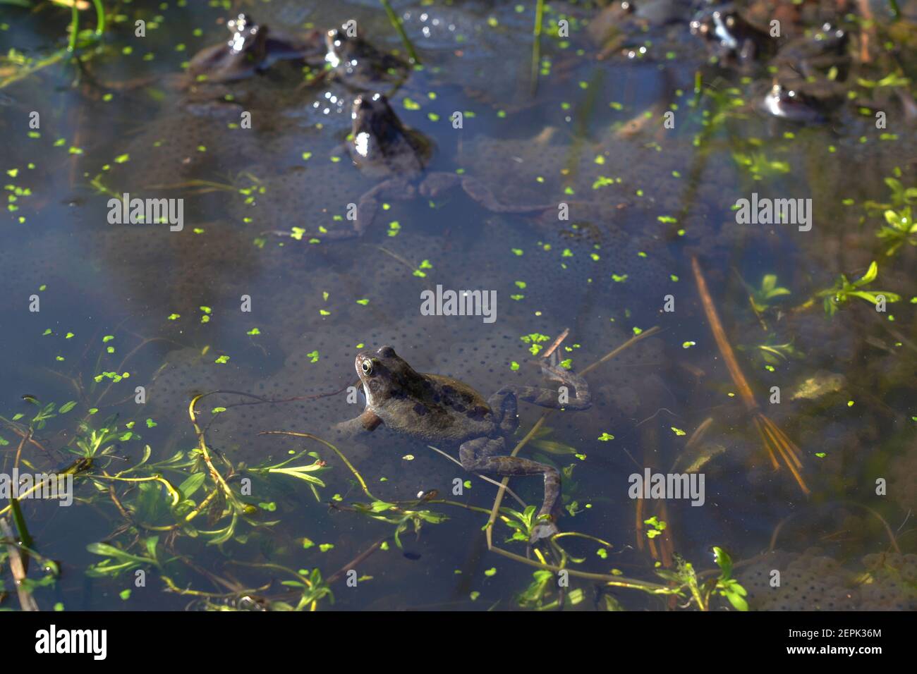 English frogs mating hi-res stock photography and images - Alamy
