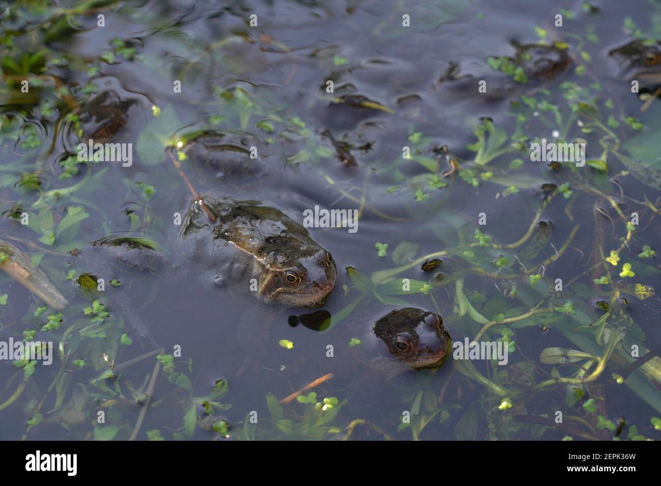 Frogs surrounded by frog spawn hi-res stock photography and images - Alamy