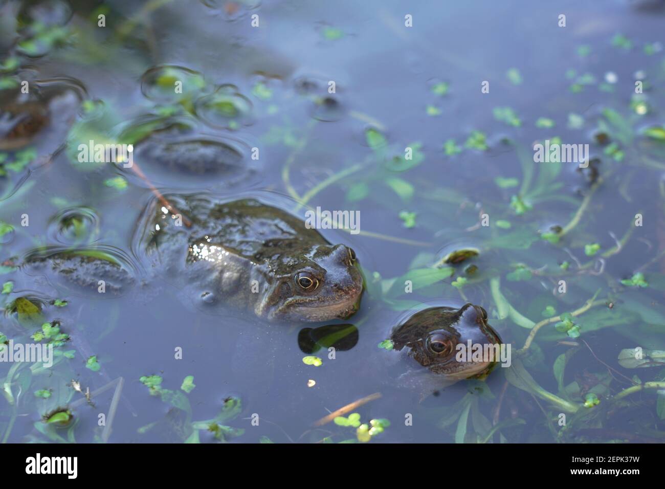 Frogs surrounded by frog spawn hi-res stock photography and images - Alamy