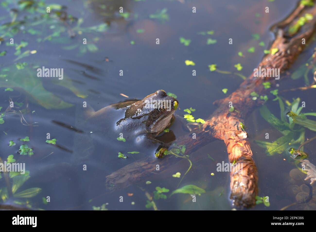 Common frogs, Rana temporaria, in a pond surrounded by frog spawn in ...