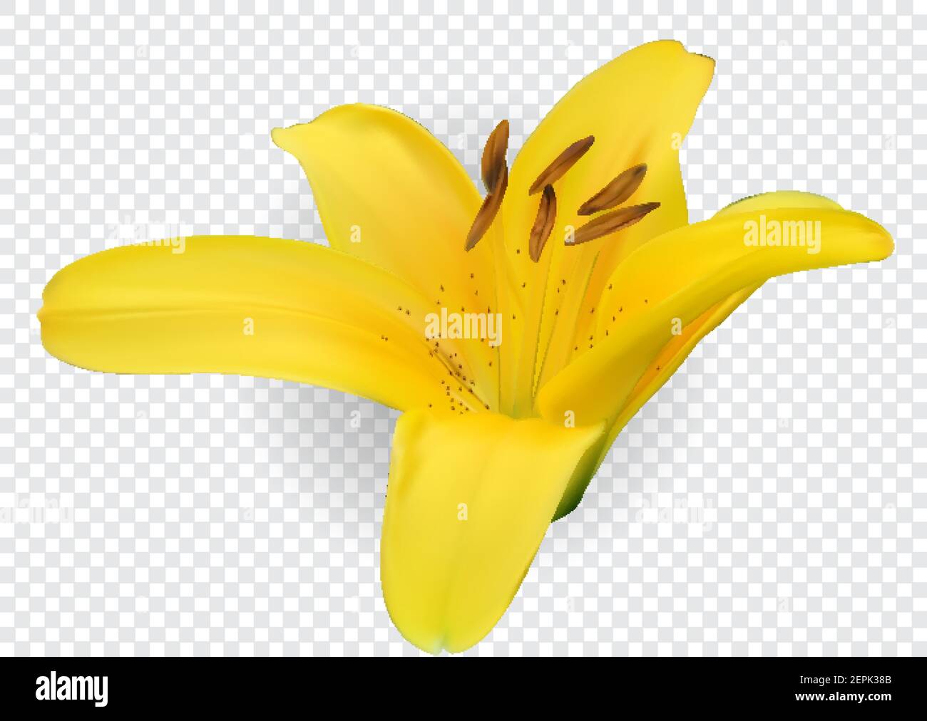 Colorful blossoming yellow naturalistic lily flower on transparent ...
