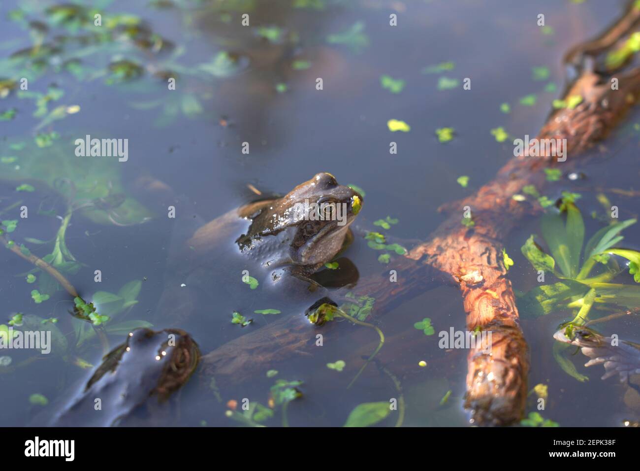 Common frogs, Rana temporaria, in a pond surrounded by frog spawn in ...