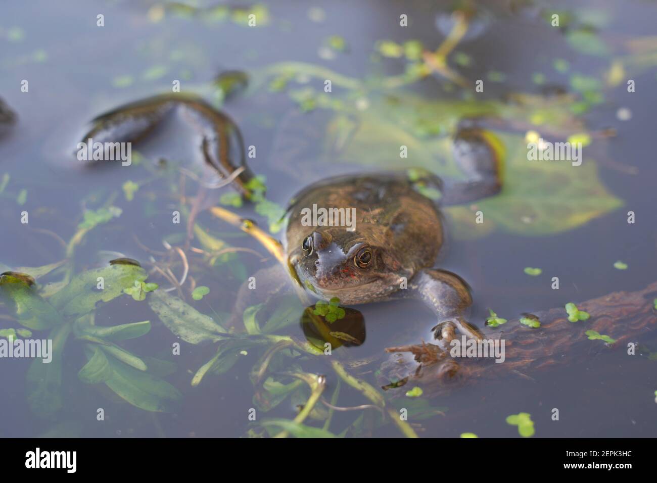 Common frogs, Rana temporaria, in a pond surrounded by frog spawn in ...