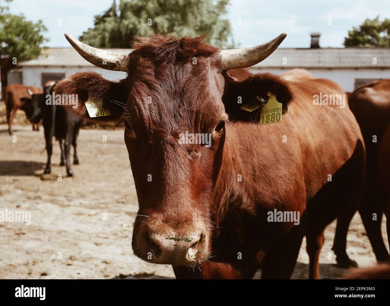 Brown Cows With Horns
