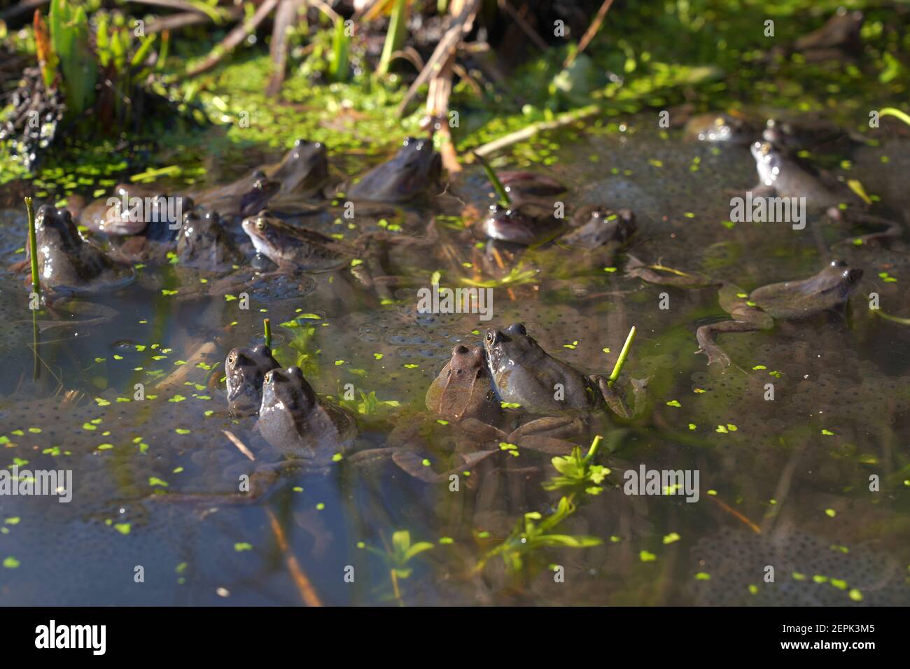 Frogs surrounded by frog spawn hi-res stock photography and images - Alamy