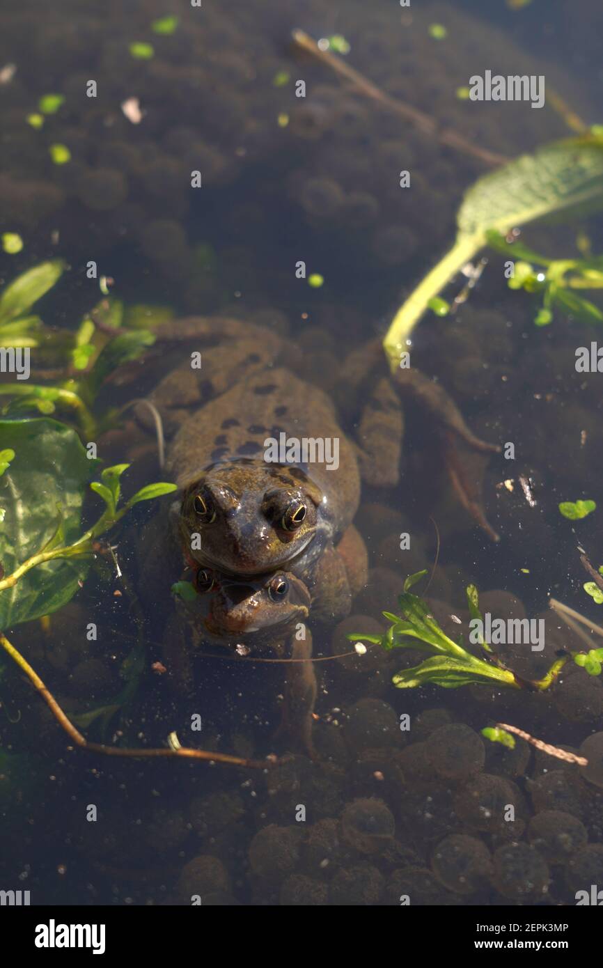 Clusters of frog spawn hi-res stock photography and images - Alamy