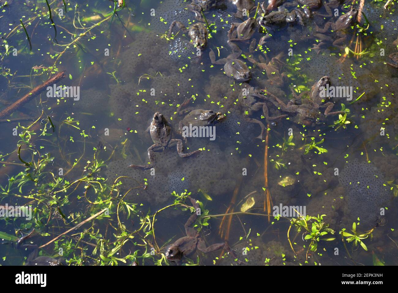English frogs mating hi-res stock photography and images - Alamy