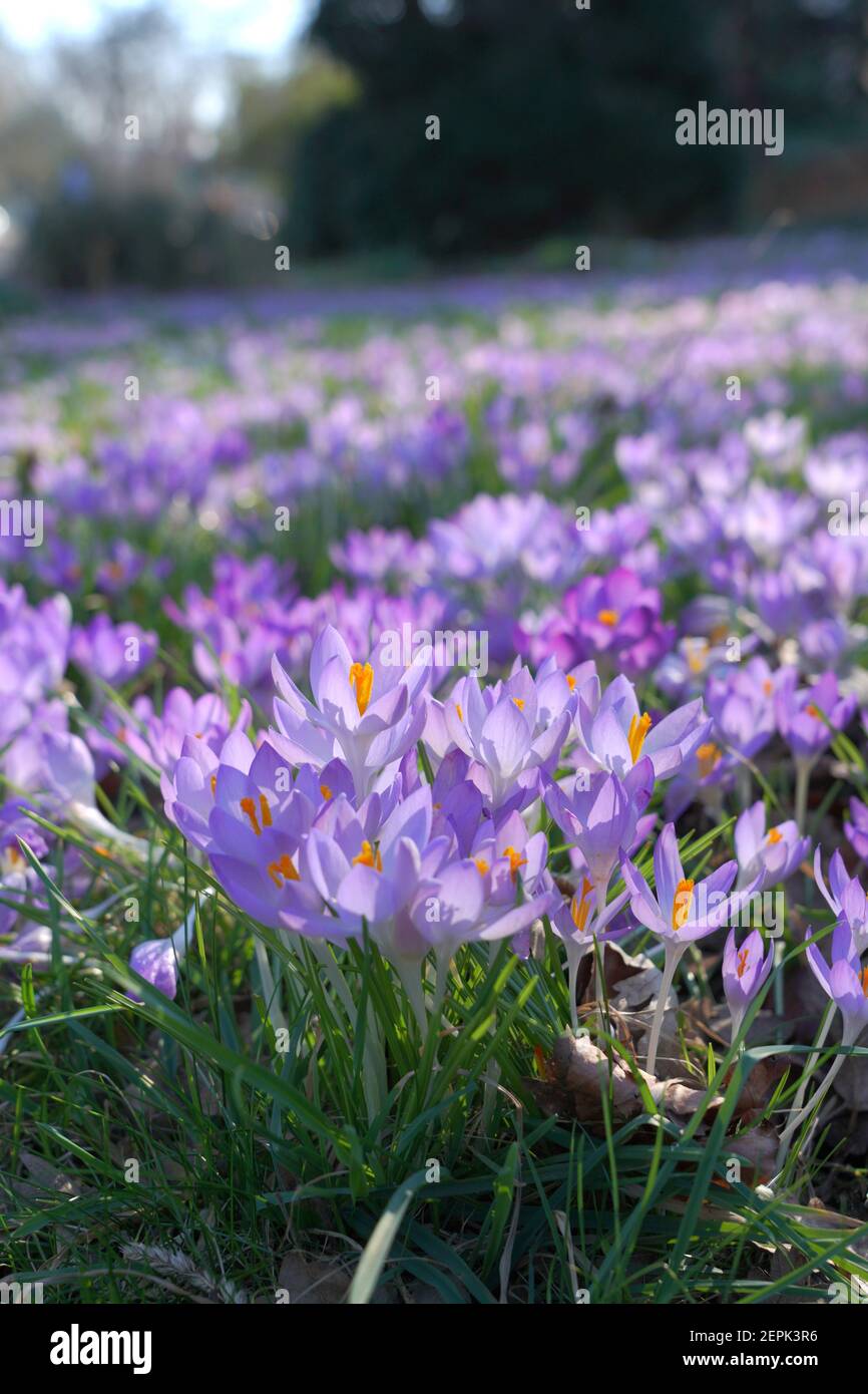 Backlit crocuses hi-res stock photography and images - Alamy