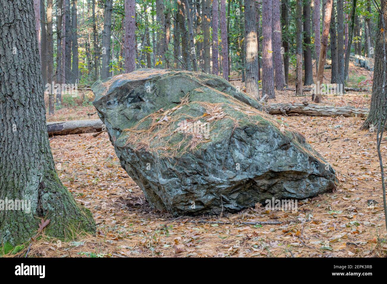 Rock and Trees Stock Photo - Alamy
