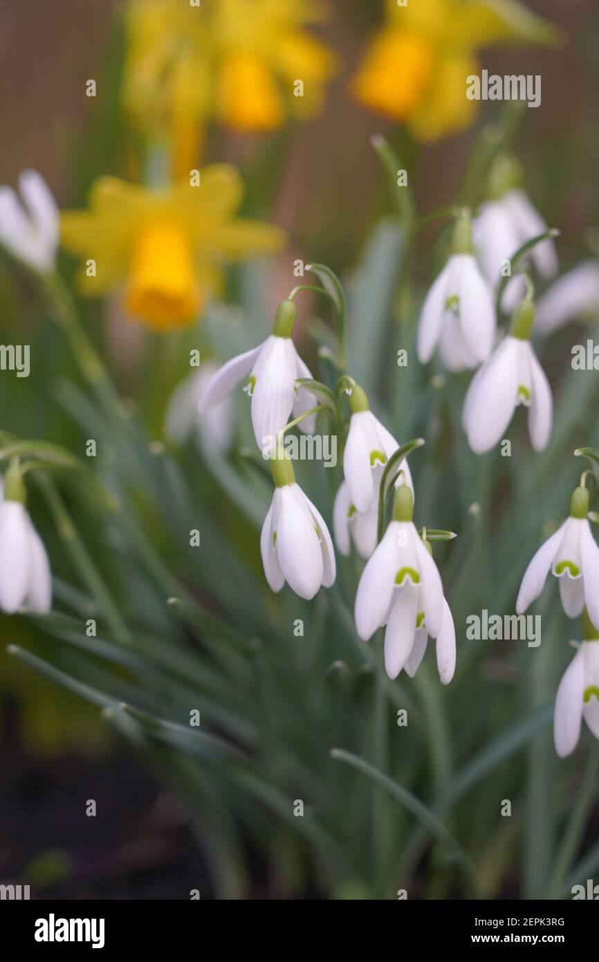 Snowdrops and daffodils Stock Photo - Alamy