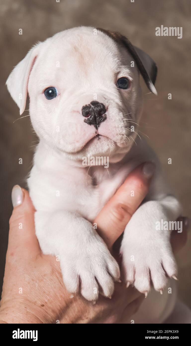 Funny white American Bulldog puppy on hands Stock Photo - Alamy