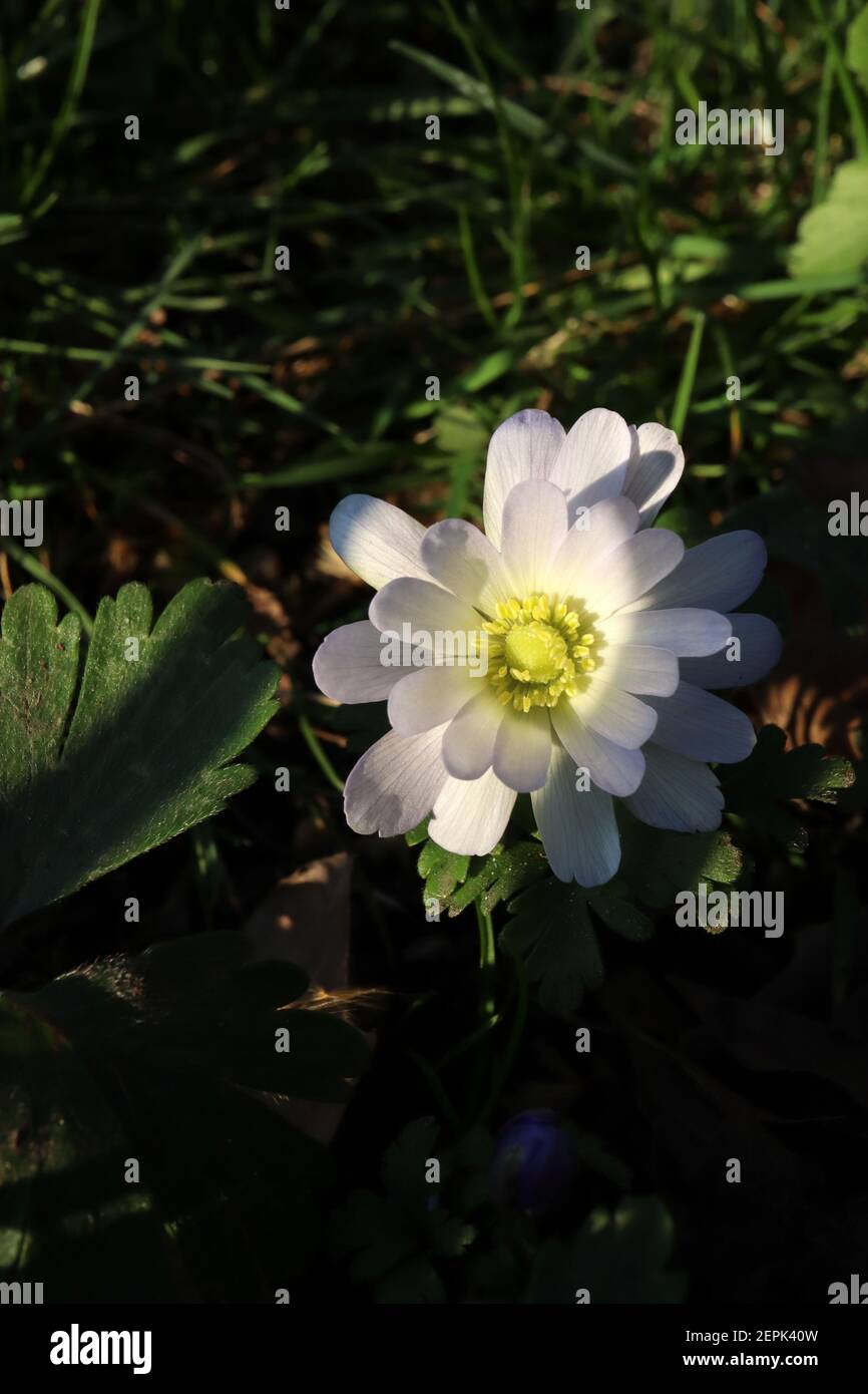 Anemone blanda Grecian windflower – low growing daisy-like double white ...