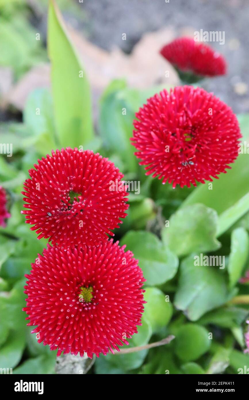 Bellis perennis 'Bellissima Red' red Bellis – red flowers with tightly ...