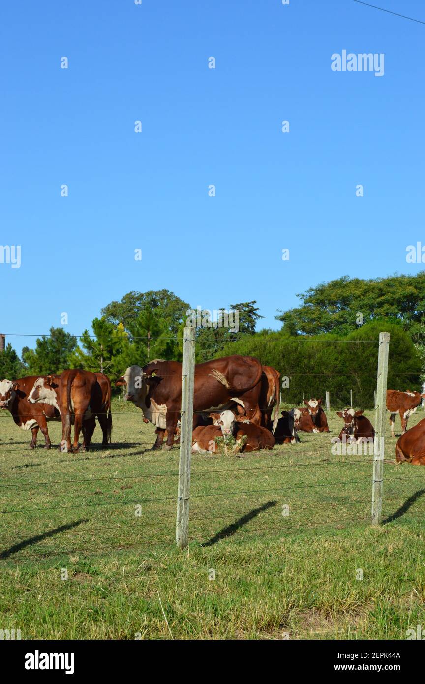 Descubre america hi-res stock photography and images - Alamy