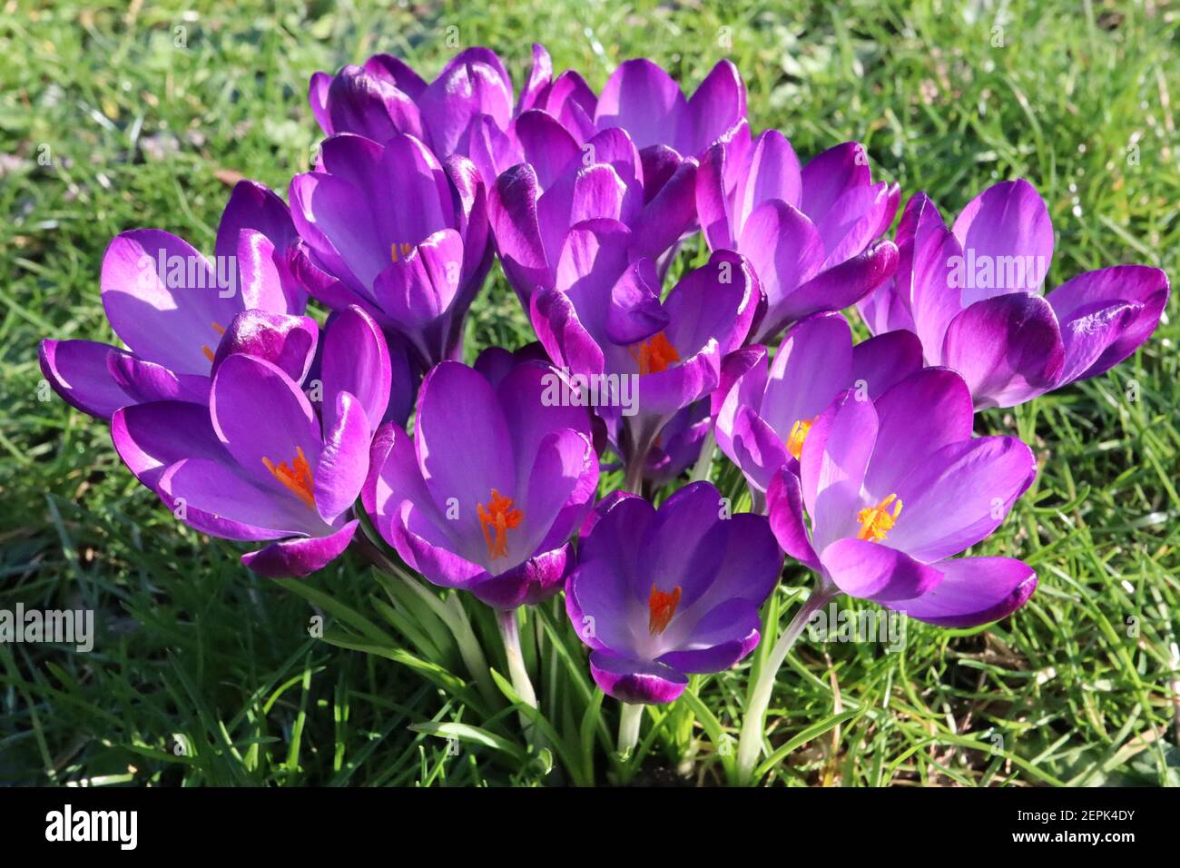 Glowing flower hi-res stock photography and images - Alamy