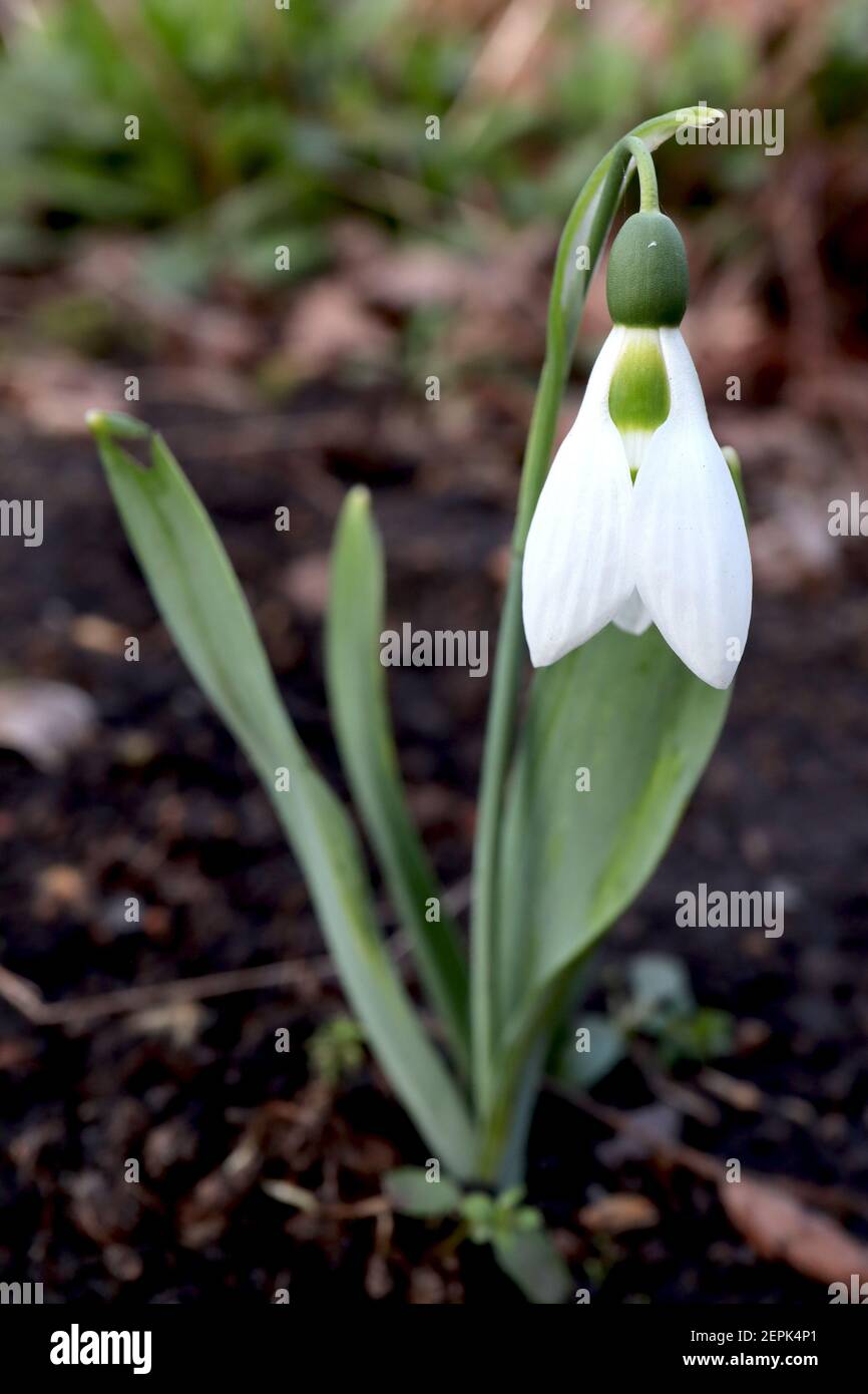 Galanthus gracilis ‘Avons Best Form’ Slender Snowdrop – slim white bell ...
