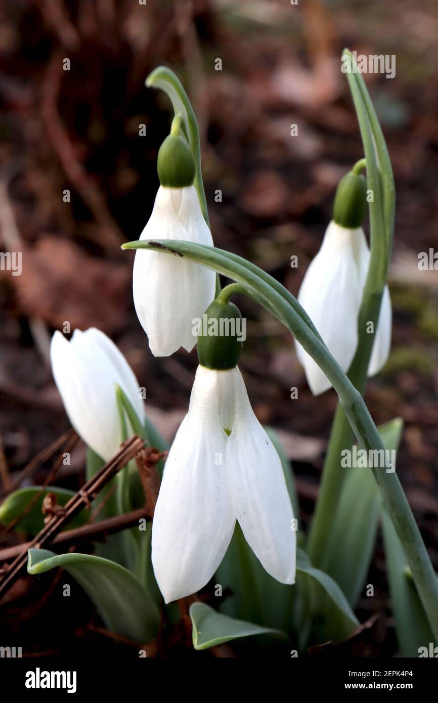 Galanthus elwesii Giant Snowdrop – pendent white bell-shaped flowers ...