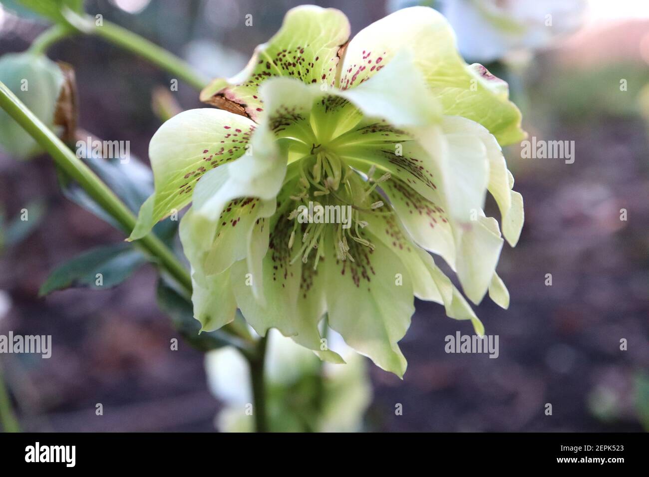 Pale speckled hellebore hi-res stock photography and images - Alamy