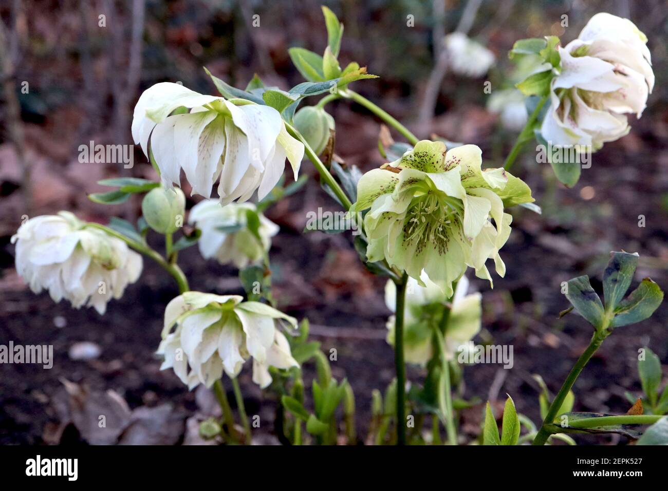 Pale speckled hellebore hi-res stock photography and images - Alamy