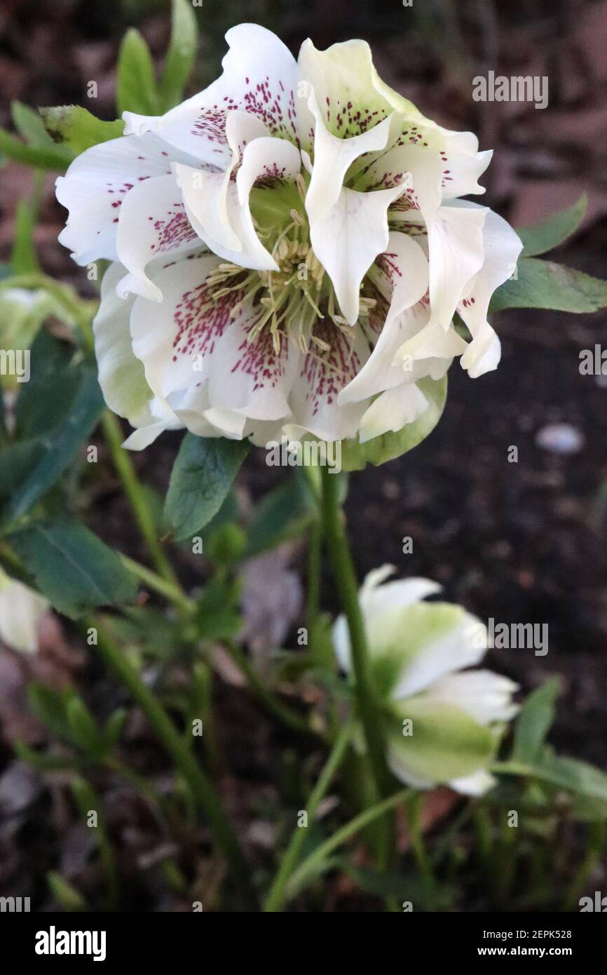 Helleborus x hybridus Harvington Double White Speckled Hellebore Double ...